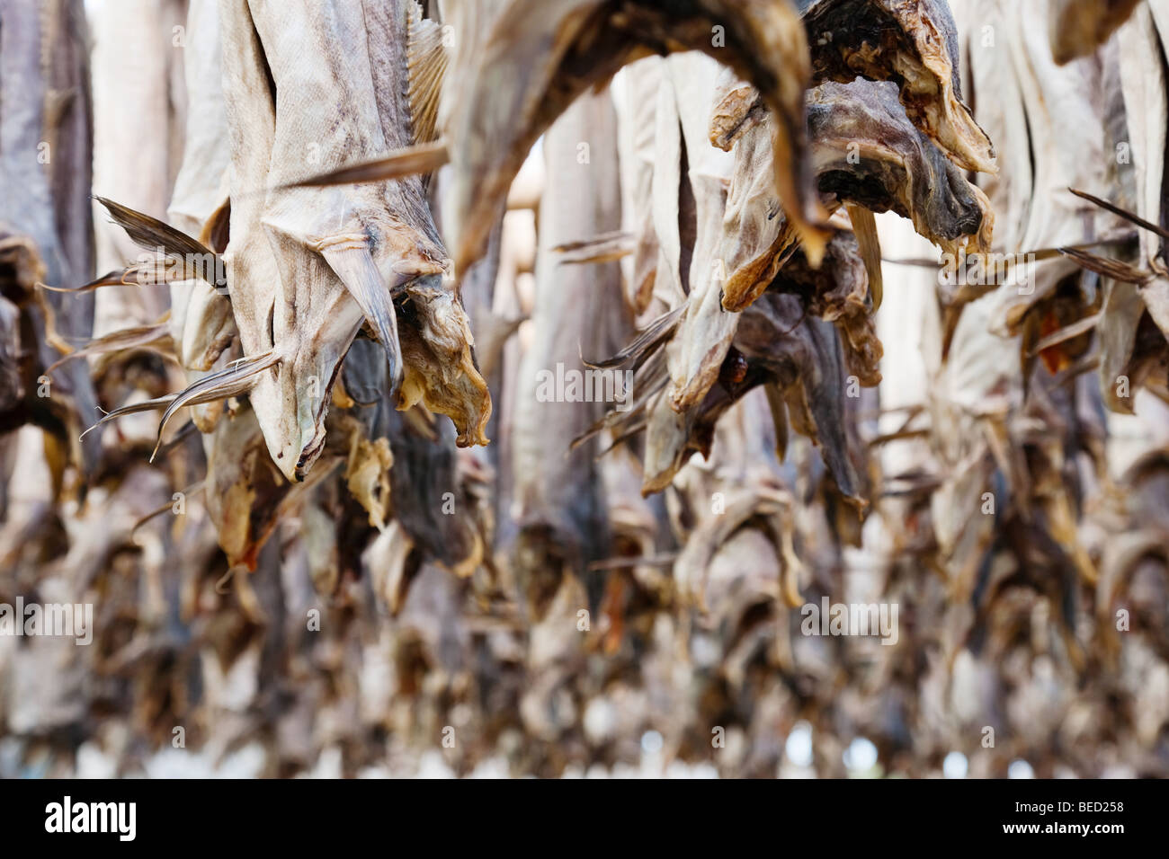 Cod stockfish hanging on flakes Stock Photo - Alamy