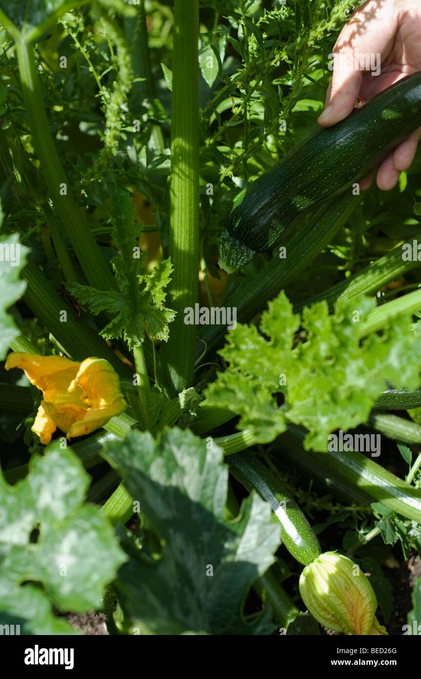 Harvesting courgettes hi-res stock photography and images - Alamy