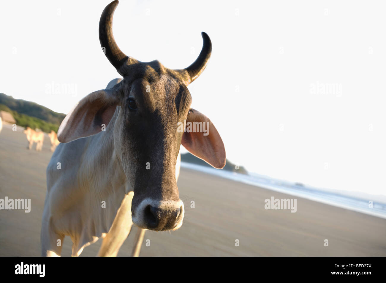 Close-up of a cow on the beach Stock Photo - Alamy
