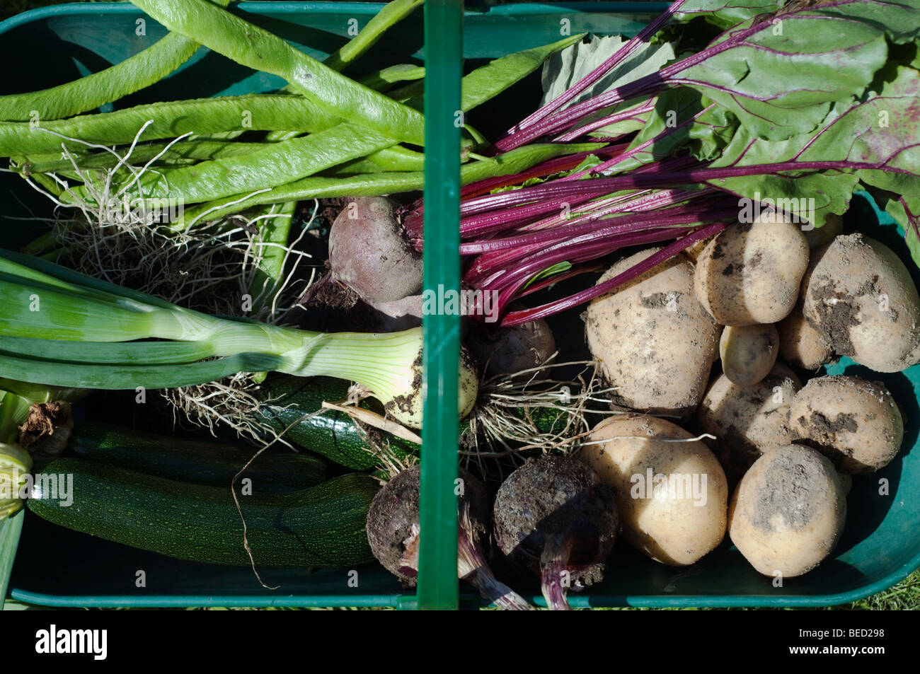 Courgettes trug hi-res stock photography and images - Alamy
