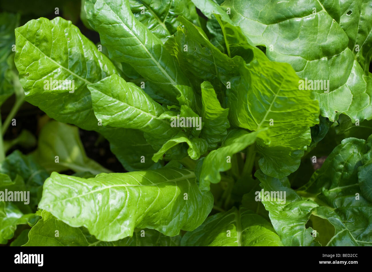 Spring veg patch uk hi-res stock photography and images - Alamy
