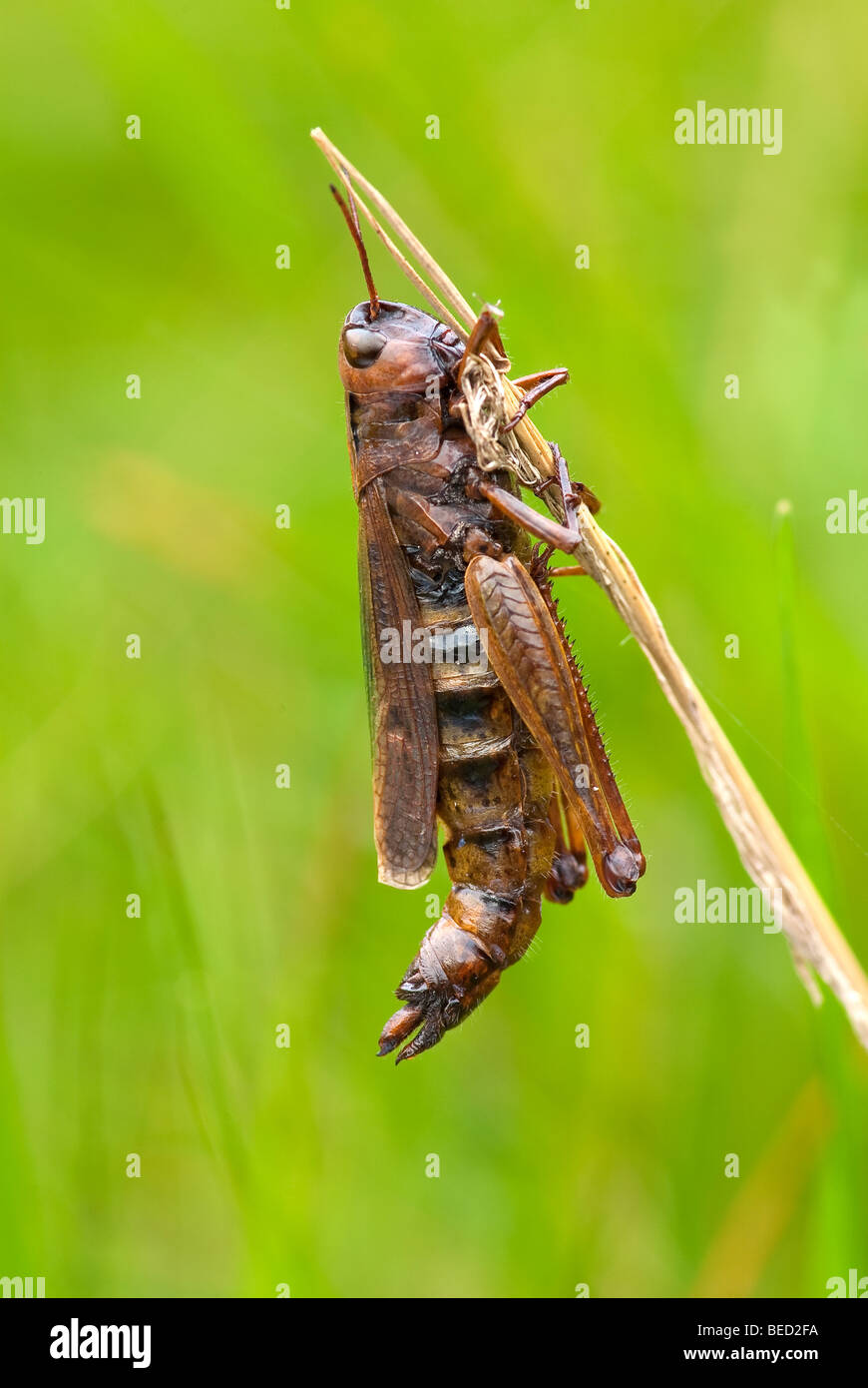 Fungus dead insect hi-res stock photography and images - Alamy