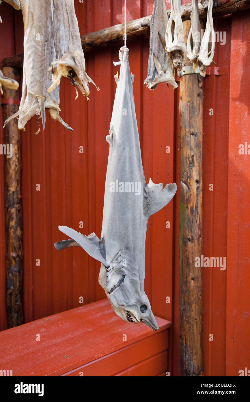 Hanging shark hi-res stock photography and images - Alamy