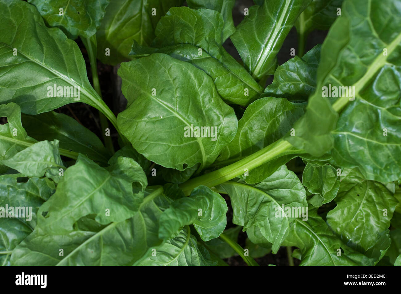 Spring greens growing on an allotment Stock Photo - Alamy