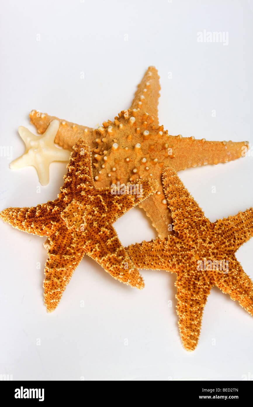 Exotic Tropical Sugar Starfish - Top view - isolated on white Stock ...