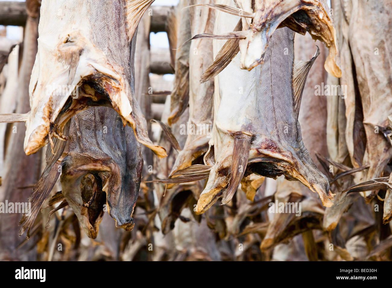 Drying Cod On Flakes High Resolution Stock Photography and Images - Alamy