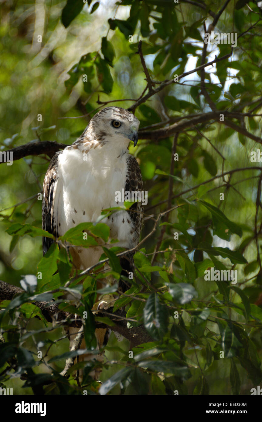 Red-tailed hawk, Buteo jamaicensis, Florida, captive Stock Photo - Alamy