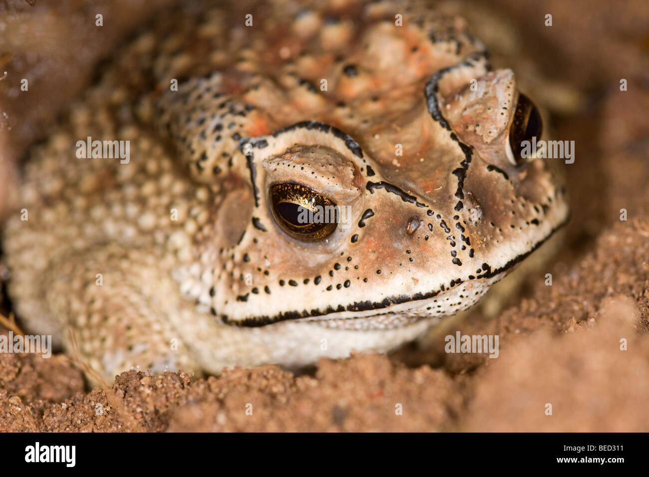 Toad jumping hi-res stock photography and images - Alamy