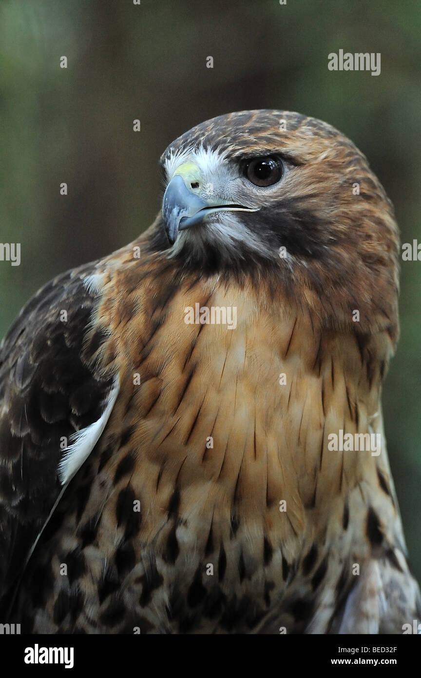 Red-tailed hawk, Buteo jamaicensis, Florida, captive Stock Photo - Alamy