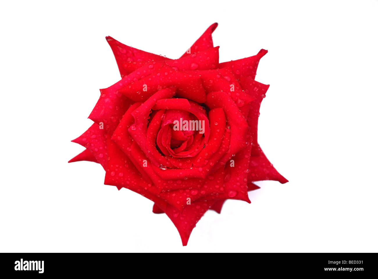 Red rose on white background Stock Photo - Alamy