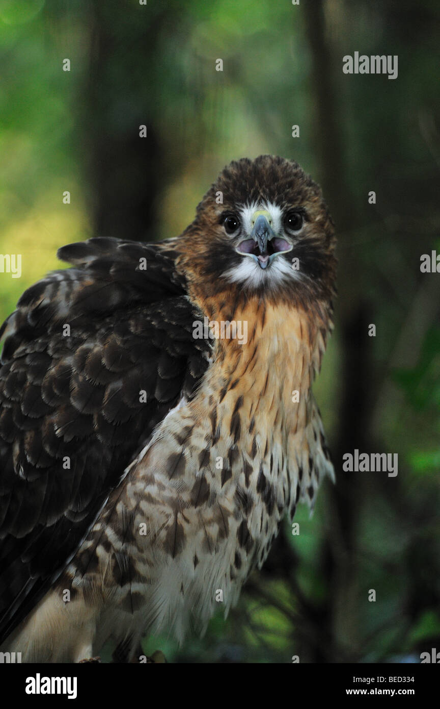 Red-tailed hawk, Buteo jamaicensis, Florida, captive Stock Photo - Alamy