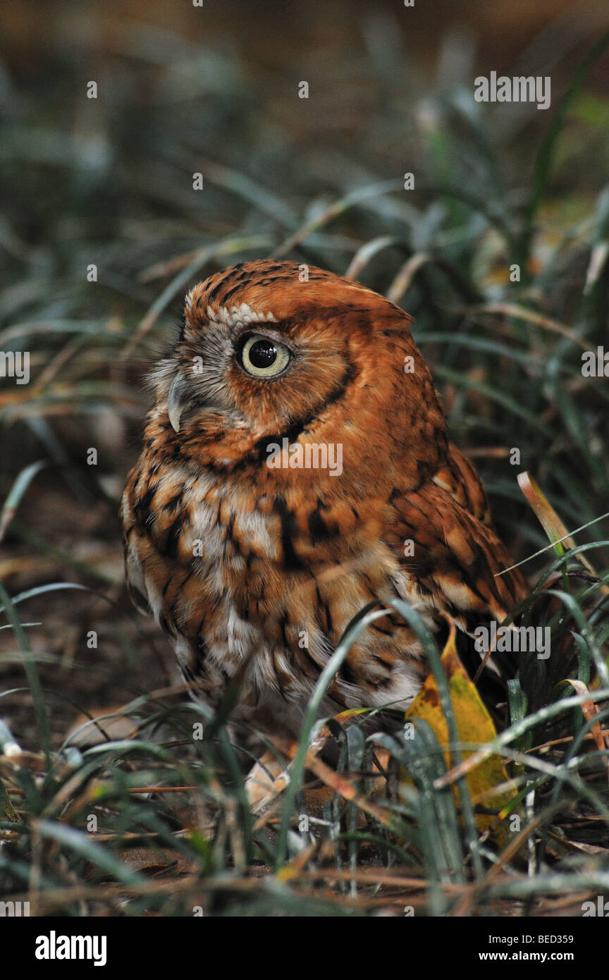 Red phase eastern screech owl hi-res stock photography and images - Alamy