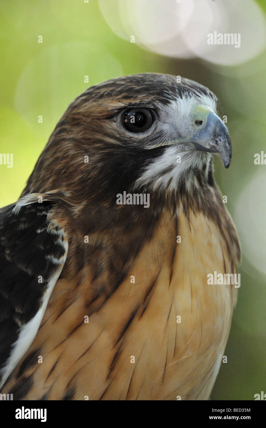 Red-tailed hawk, Buteo jamaicensis, Florida, captive Stock Photo - Alamy
