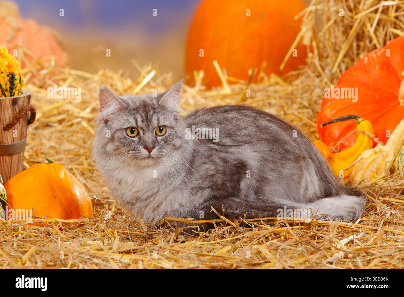 Straw cat hi-res stock photography and images - Alamy
