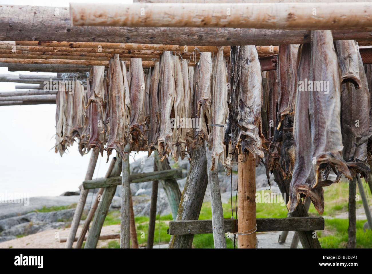 Cod stockfish hanging on flakes Stock Photo - Alamy