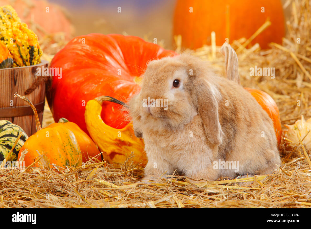 Lop eared dwarf rabbit domestic rabbit hi-res stock photography and ...