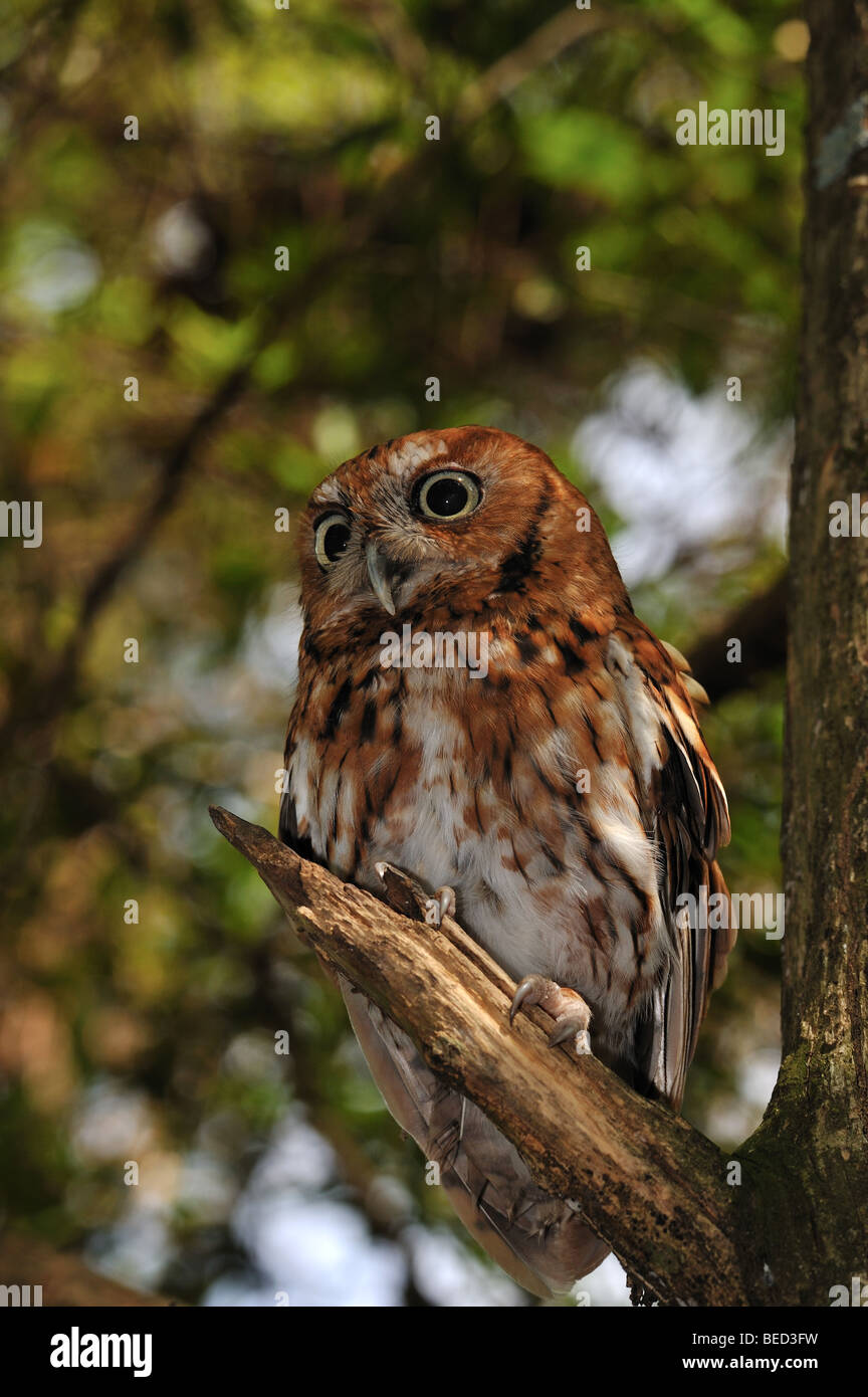 Red phase eastern screech owl hi-res stock photography and images - Alamy