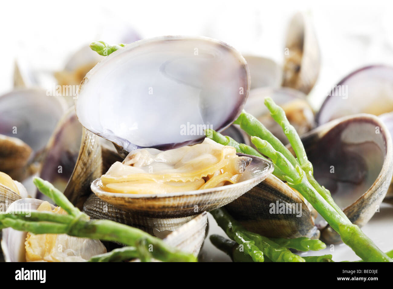 Venus clams veneridae hi-res stock photography and images - Alamy