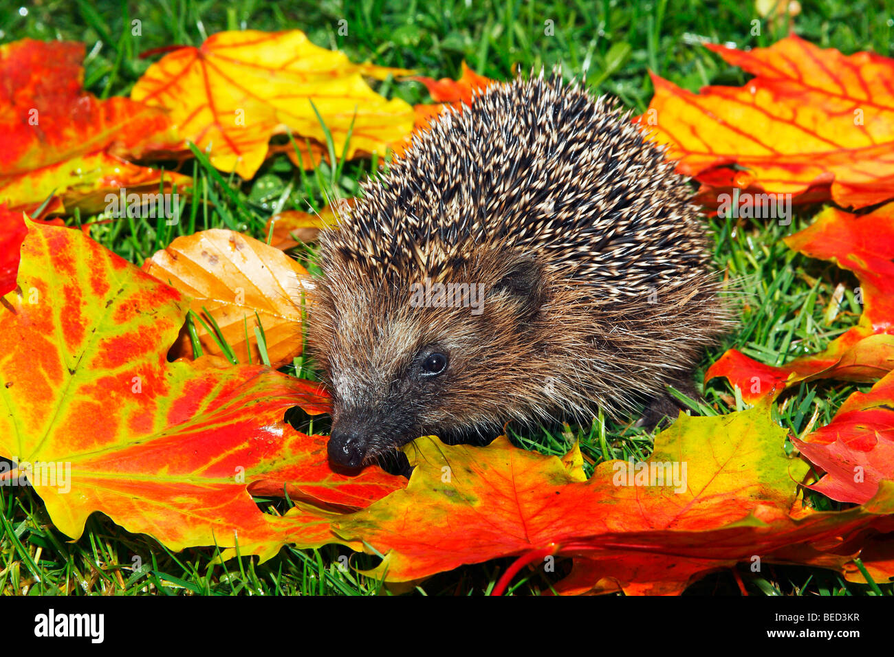 West european hedgehog hi-res stock photography and images - Alamy