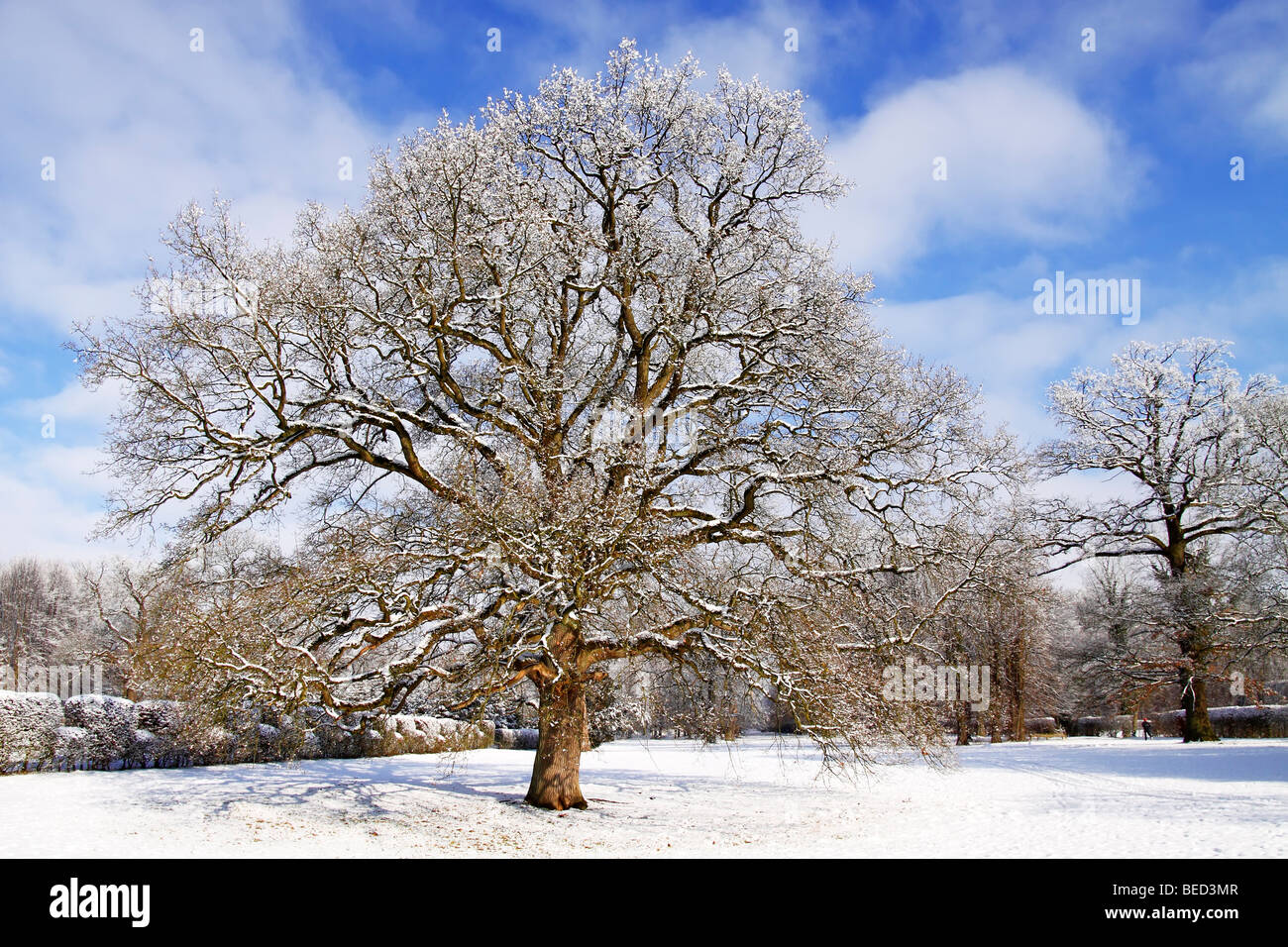 Snow-covered Pedunculate Oak in a park, English Oak (Quercus robur), in ...