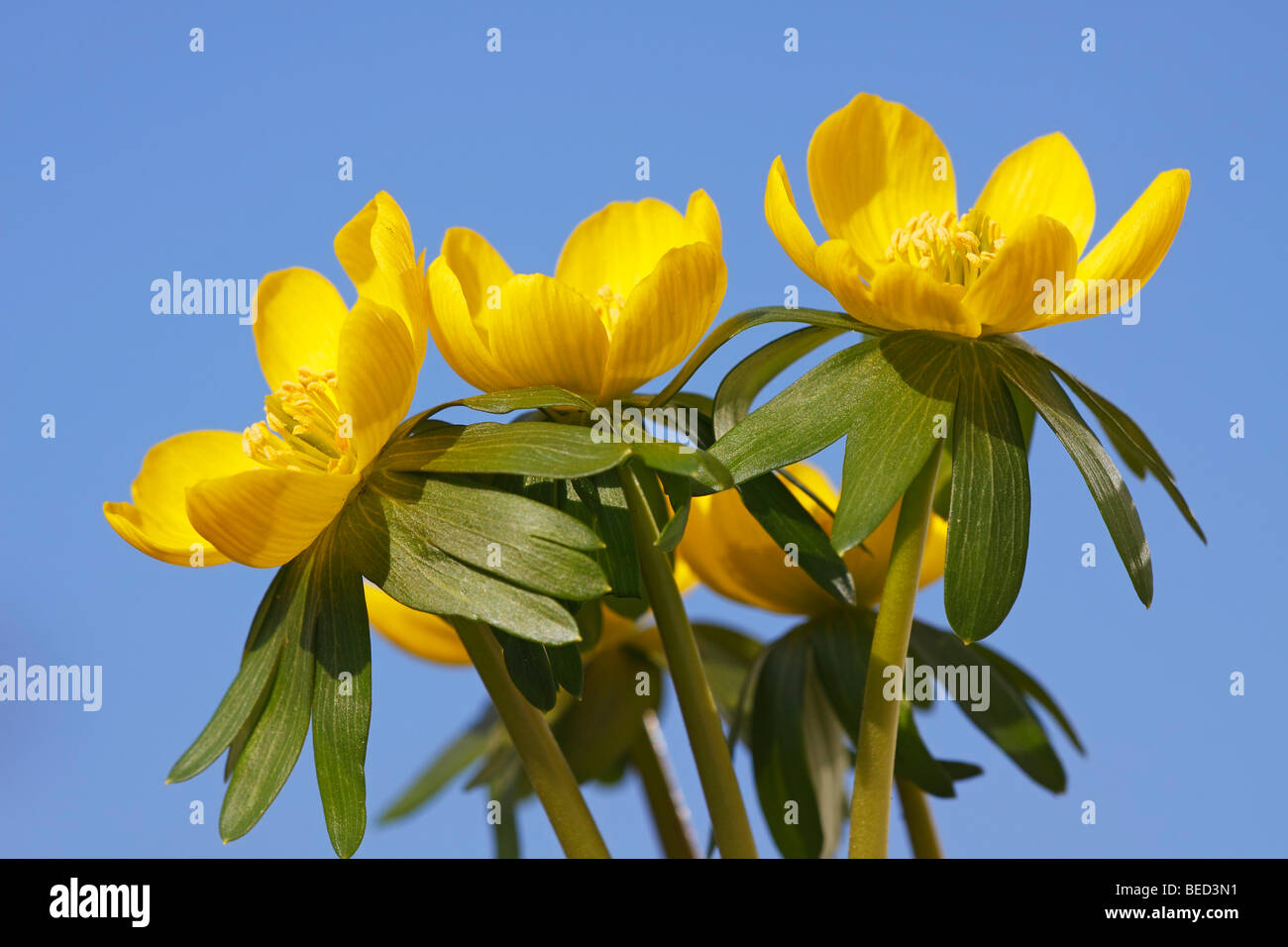 Small Winter aconite (Eranthis hyemalis), Winter aconites, blossoms ...