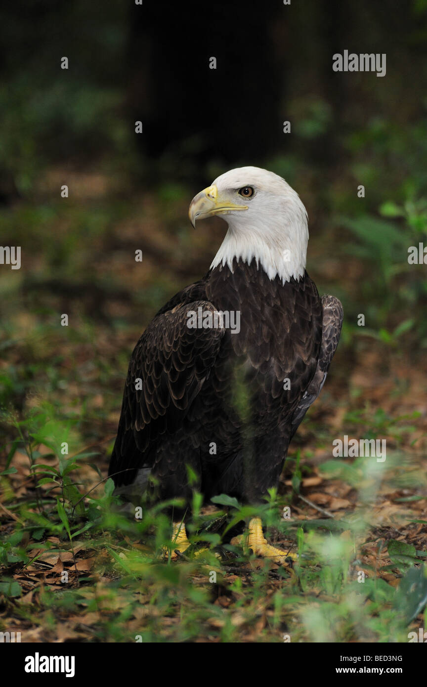 Bald Eagle Florida Stock Photos & Bald Eagle Florida Stock Images - Alamy