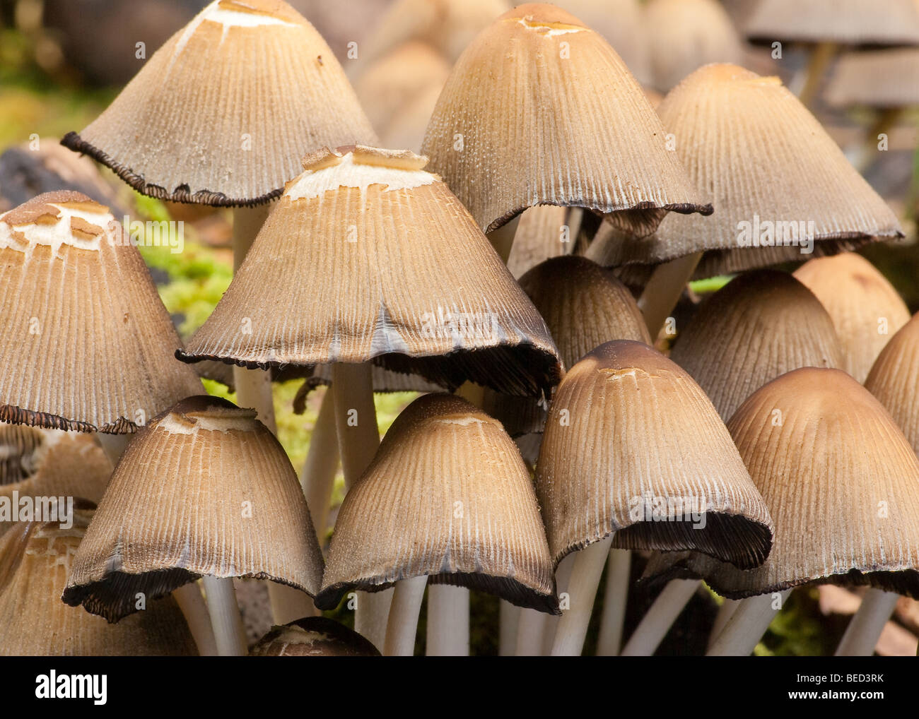 Clump of fungi hi-res stock photography and images - Alamy