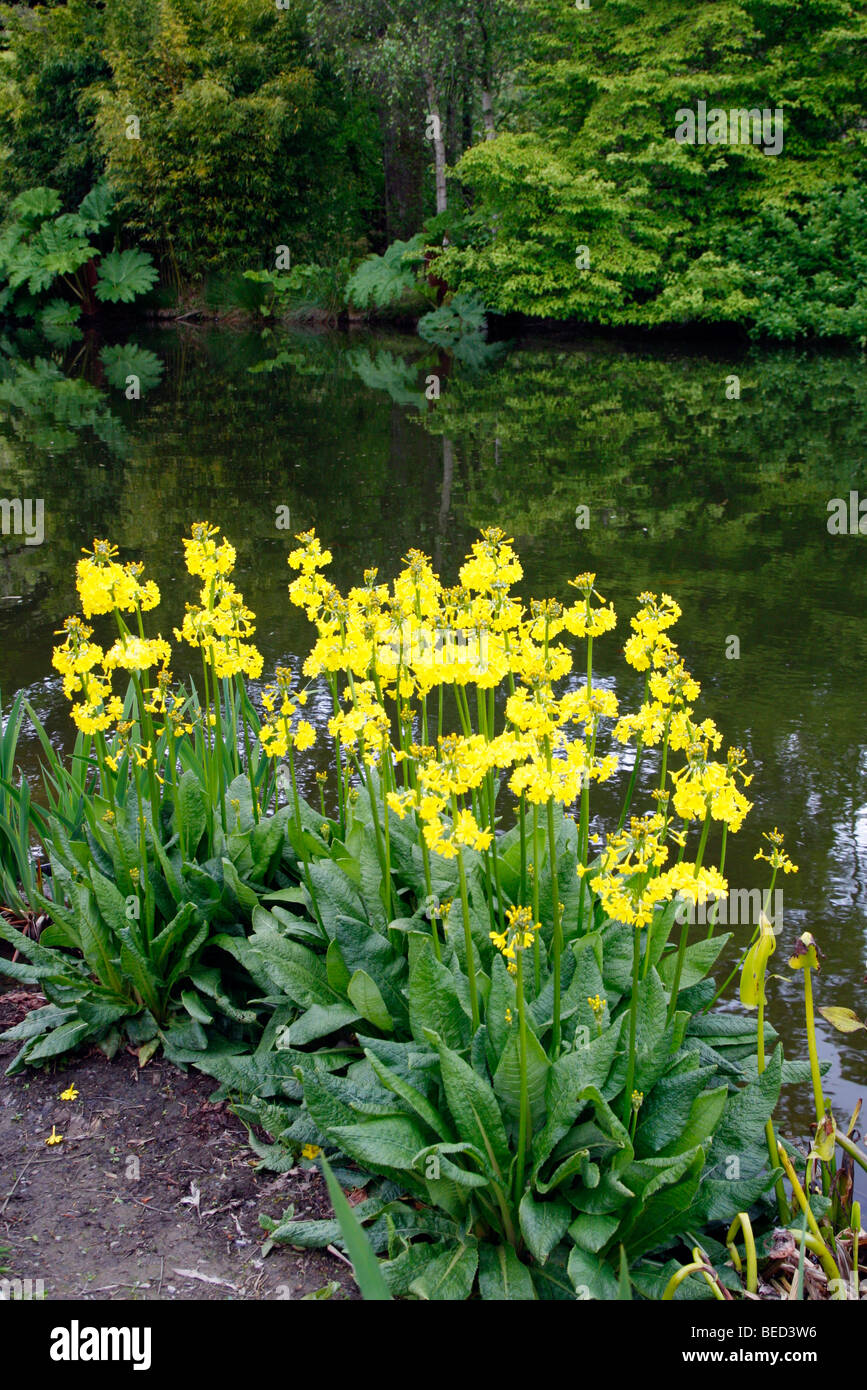 Candelabra primula hi-res stock photography and images - Alamy