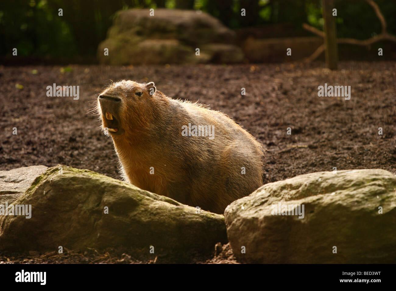 Capybara yawning at the end of the day Stock Photo - Alamy