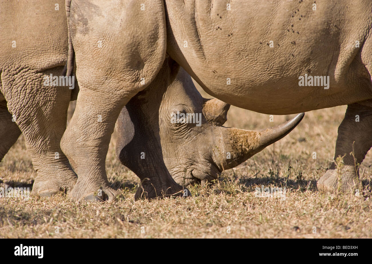 White Rhino eating Stock Photo - Alamy