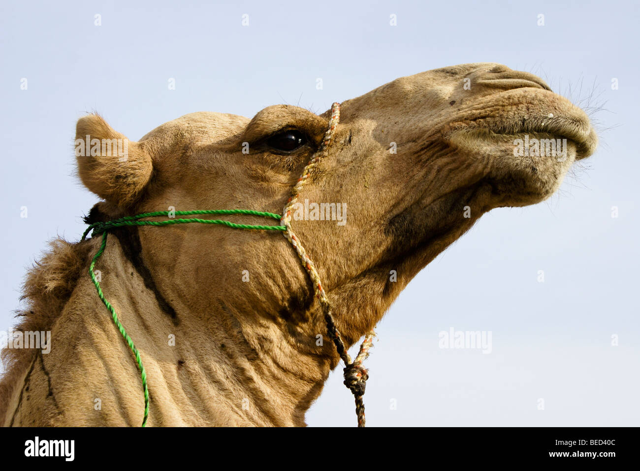 Portrait of camel Stock Photo - Alamy