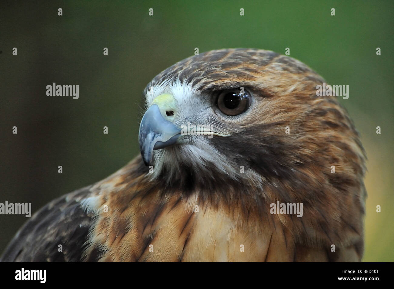 Hawk hi-res stock photography and images - Alamy