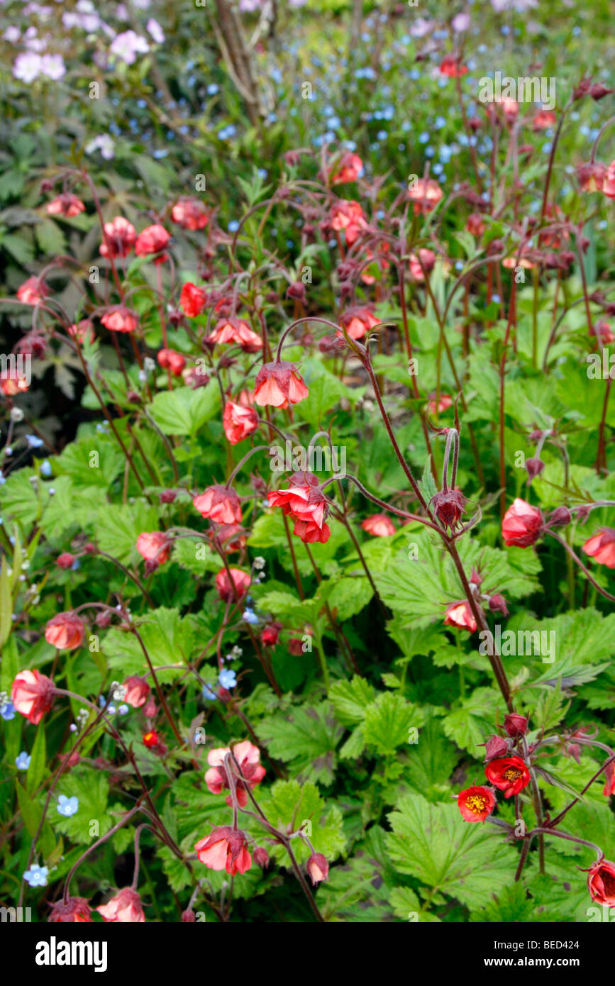 Geum rivale leonards hi-res stock photography and images - Alamy