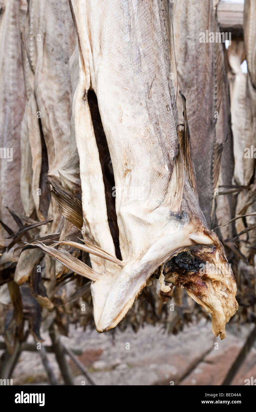 Cod stockfish hanging on flakes Stock Photo - Alamy