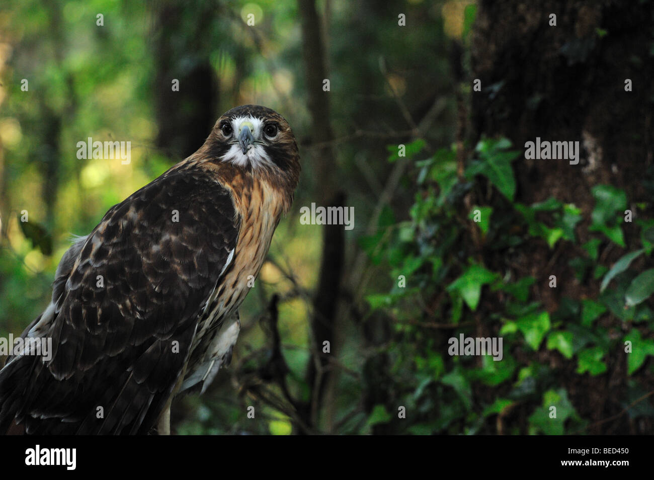Red-tailed hawk, Buteo jamaicensis, Florida, captive Stock Photo - Alamy