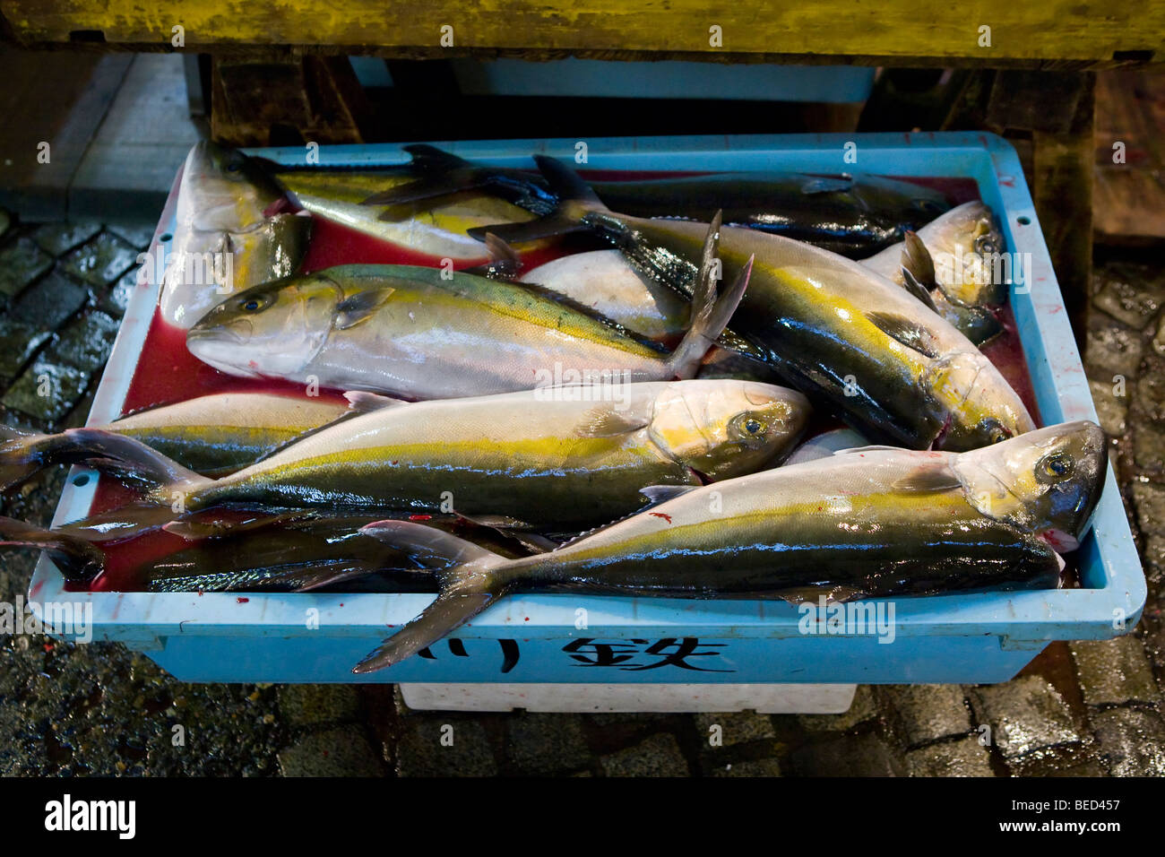 Bucket of fish for sale at Tsukiji Fish Market in Tokyo Stock Photo - Alamy