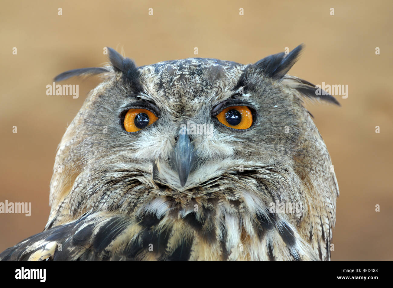 Eagle Owl portrait Stock Photo - Alamy