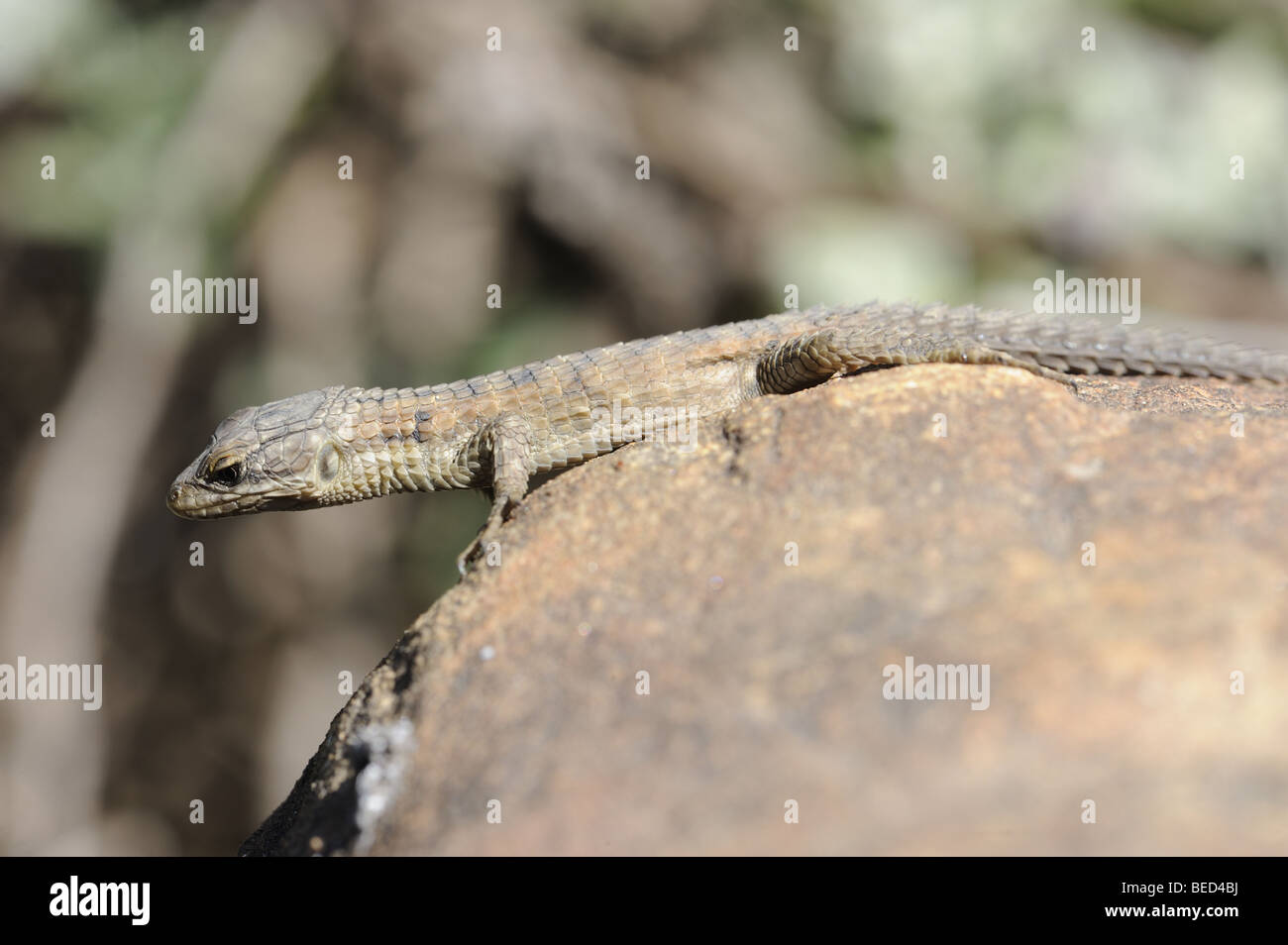 Rock girdled lizard hi-res stock photography and images - Alamy