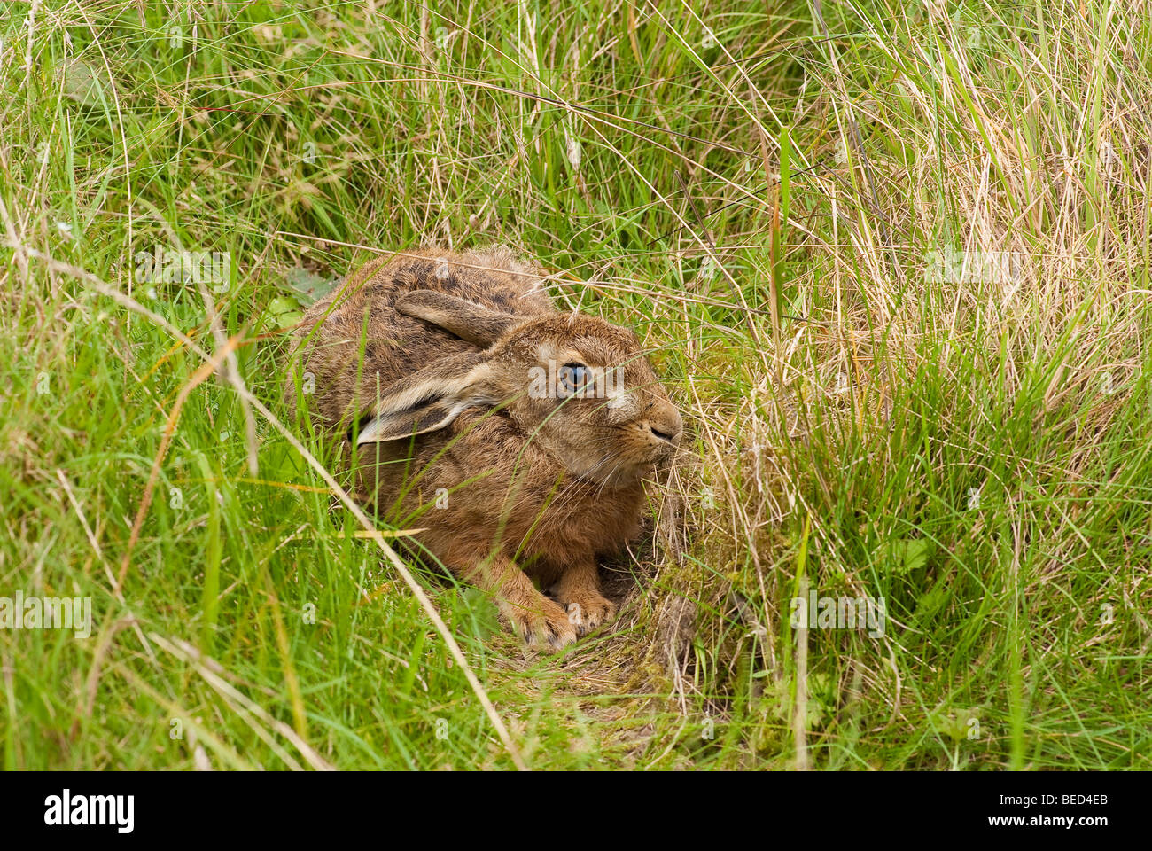 Hare form hi-res stock photography and images - Alamy
