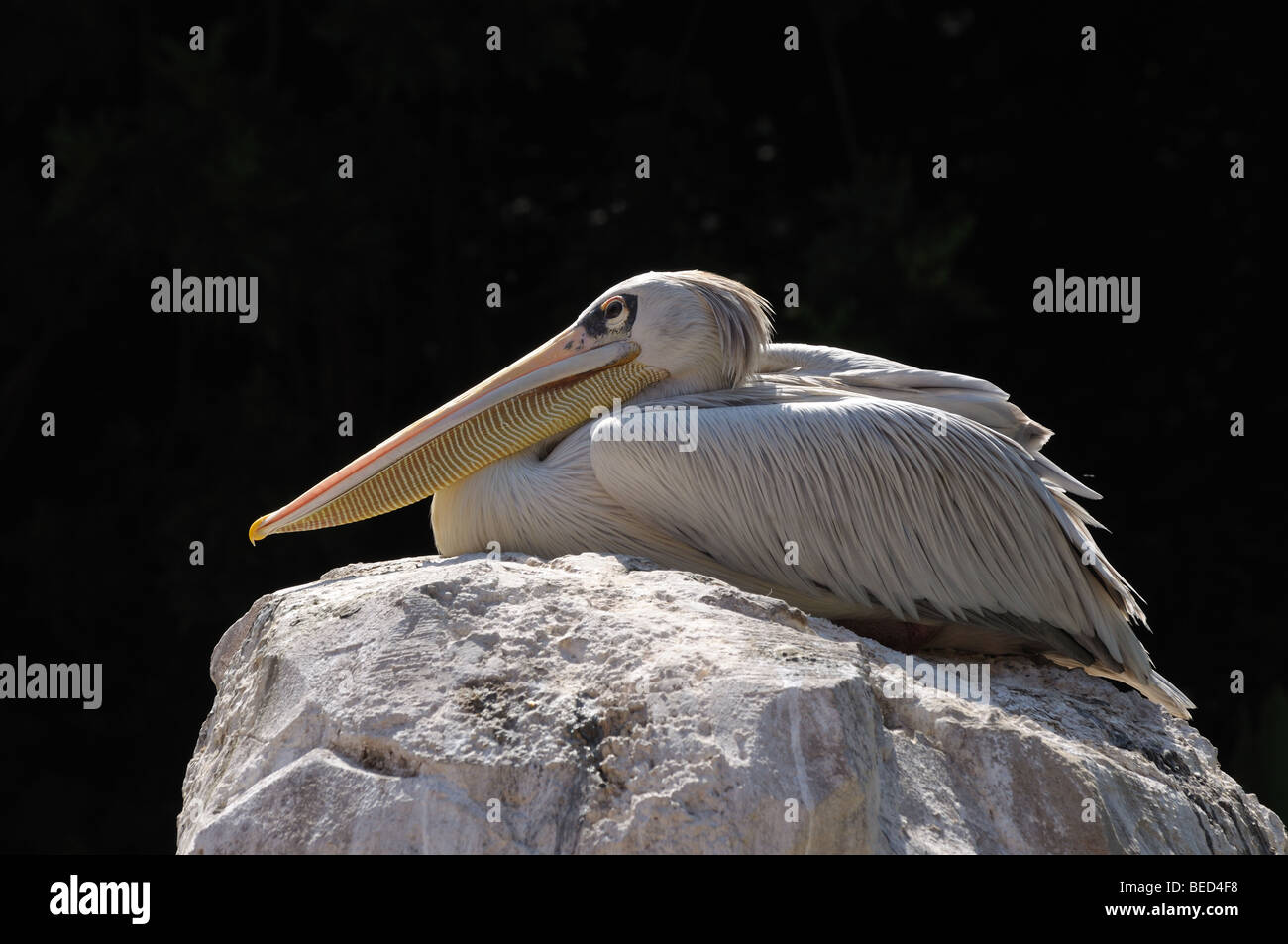 Pelican resting hi-res stock photography and images - Alamy