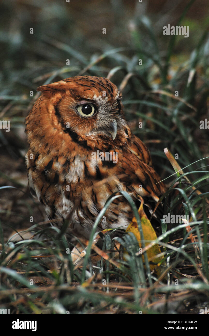 Eastern screech owl hi-res stock photography and images - Alamy