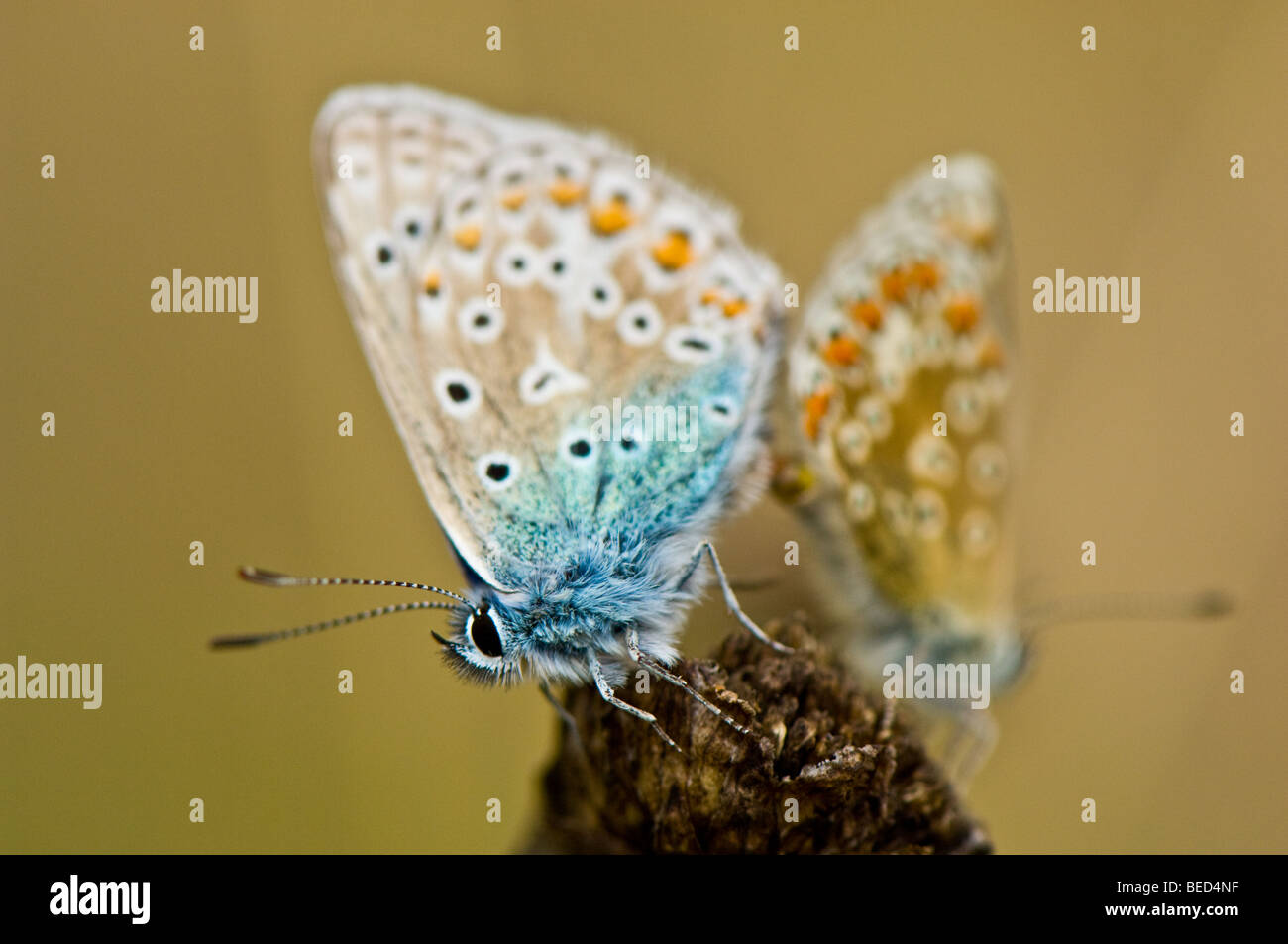 Male and Female common blue butterflies mating Stock Photo - Alamy