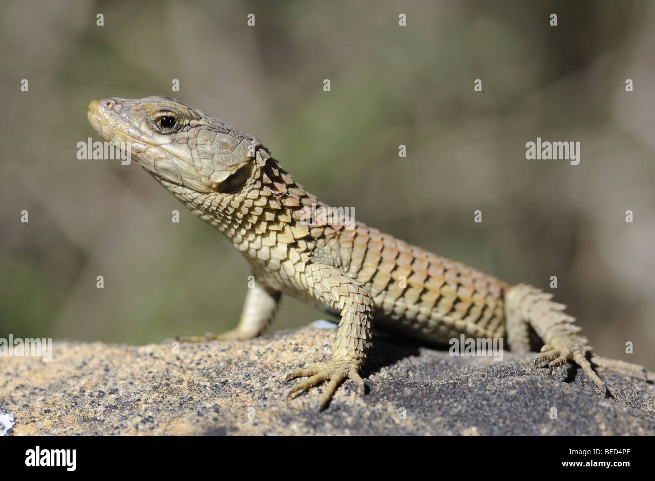 Cape Girdled Lizard Stock Photo - Alamy