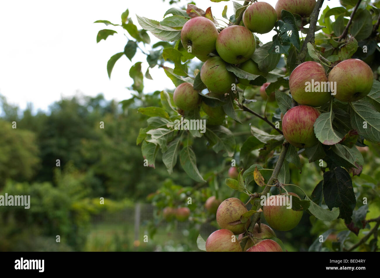 Apples growing on an apple tree in a vegetable garden Stock Photo - Alamy