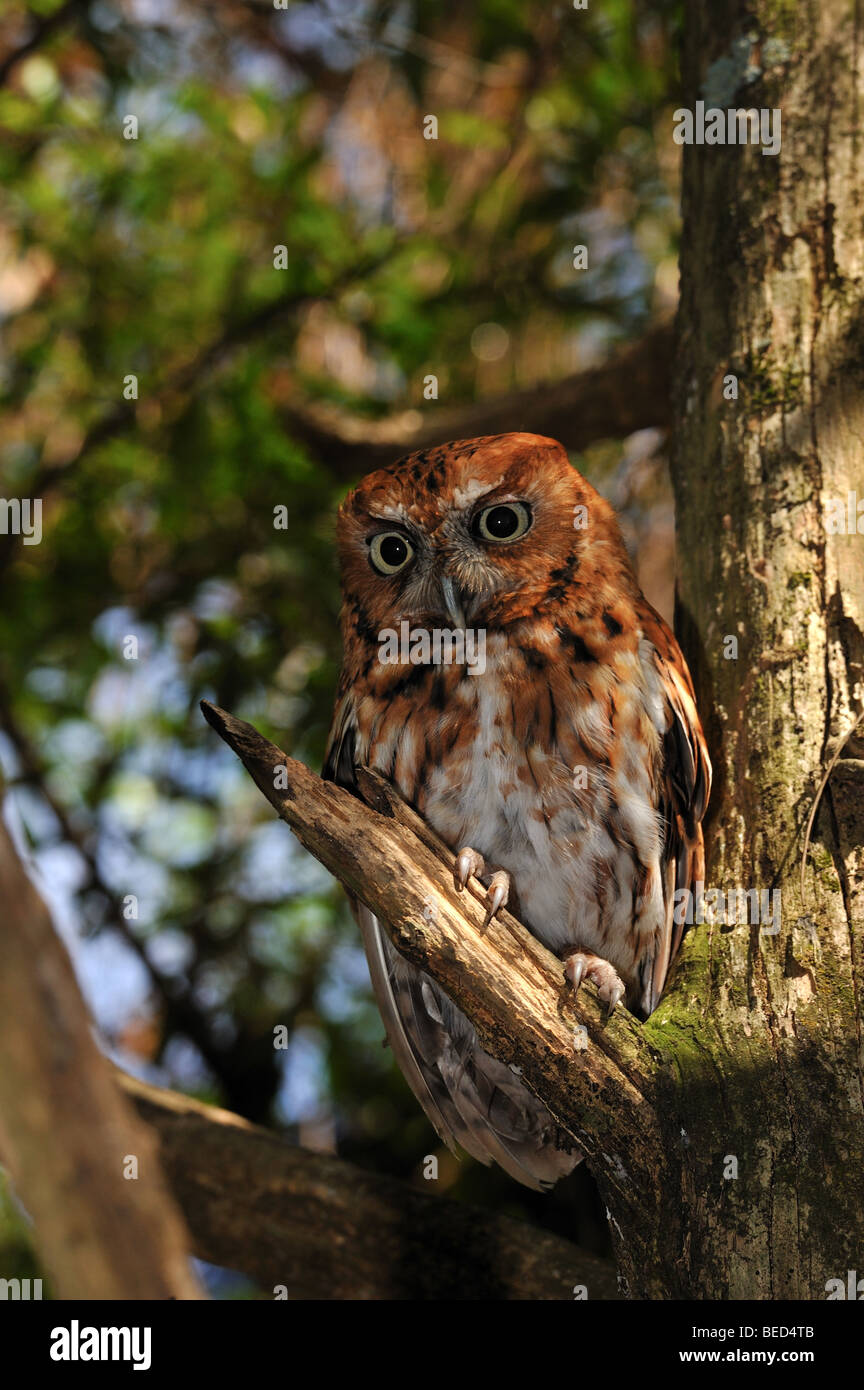 Eastern screech owl hi-res stock photography and images - Alamy