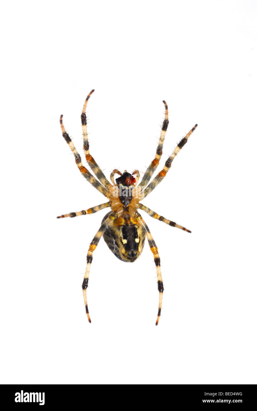 British spider hi-res stock photography and images - Alamy