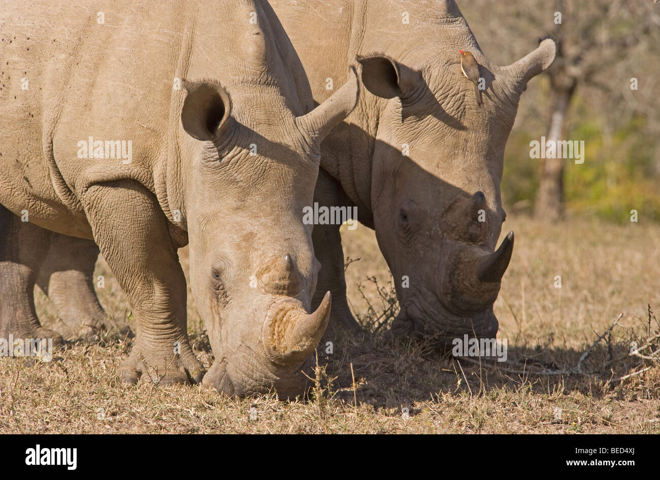 Two White Rhino eating Stock Photo - Alamy