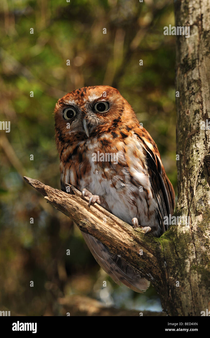 Eastern screech owl, Megascops asio, Florida, captive Stock Photo - Alamy