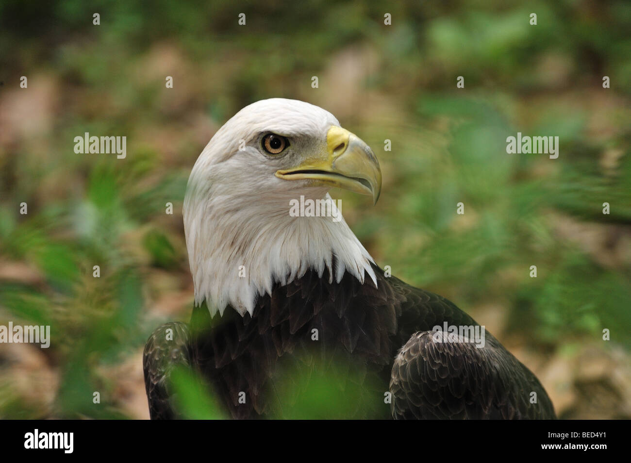 Bald eagle florida hi-res stock photography and images - Alamy