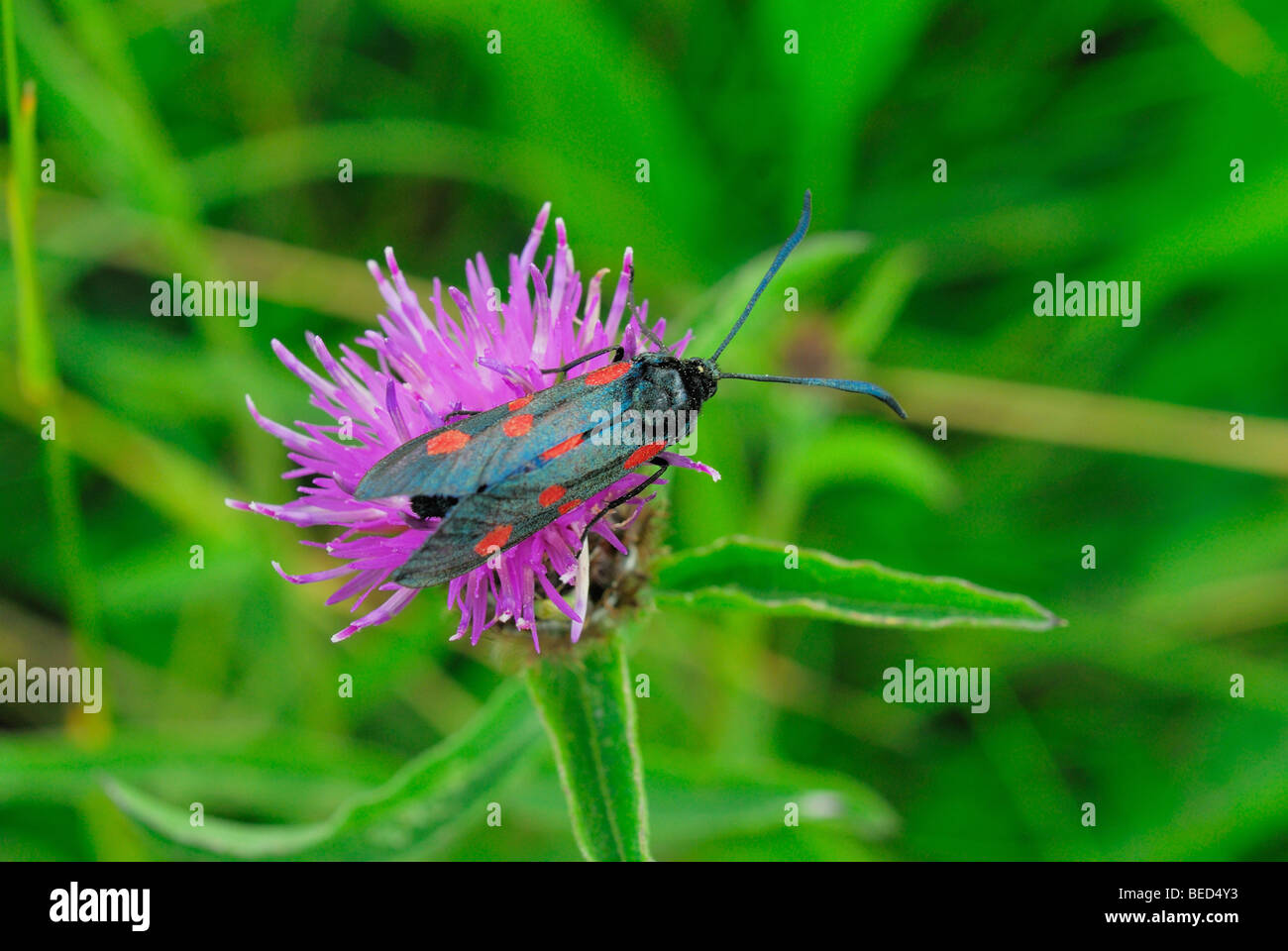 British moth hi-res stock photography and images - Alamy